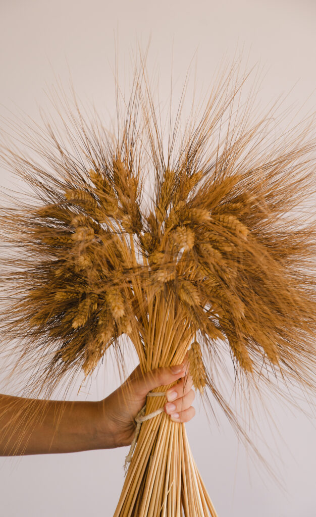 Donna Itriya – Grani di sicilia